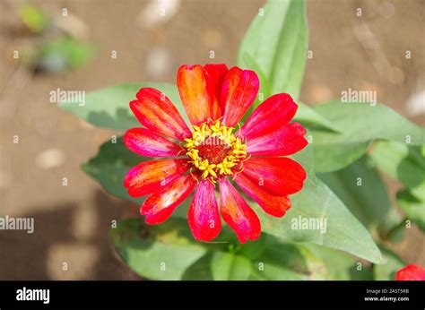 Flower On The Java Island In Indonesia Stock Photo Alamy