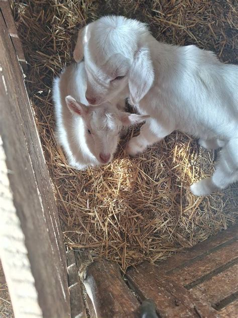 Продавам малки ярета Кози Ярета Селскостопански животни Карнобат