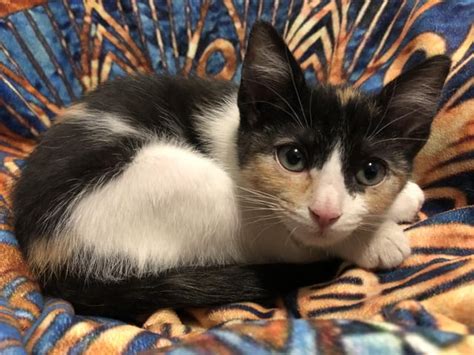 My New Kitten R Kitten