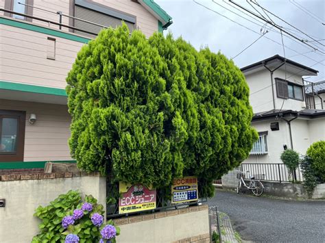 庭のお手入れ専門店 ニワナショナル(埼玉県) 庭のお手入れ専門店 ニワナショナル(埼玉県)