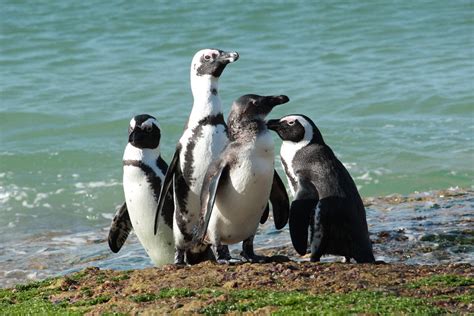 Penguins Birds Waddle Group Of Free Photo On Pixabay