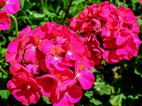 무료 이미지 정원 꽃 무늬의 녹색 화려한 플로라 공원 자연스러운 지독한 담홍색 잔디 꽃잎 아름다움 들 신선한 배경 원예 아름다운 식물학