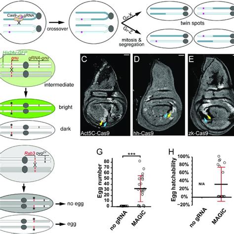 Inducible Magic And Comparison With Flpfrt Mediated Mosaic Analysis