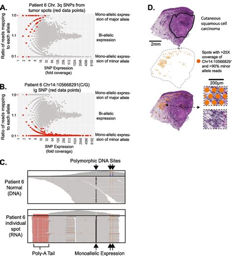 Allelic Imbalance Is Detectable In Spatial Transcriptomics Data A B Download Scientific