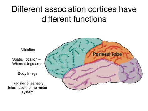 Ppt Association Cortex Asymmetries And Cortical Localization Of Ppt Association Cortex Asymmetries And Cortical Localization Of
