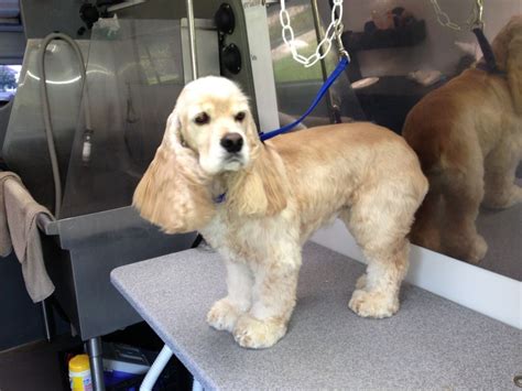 American Cocker Spaniel Artofit