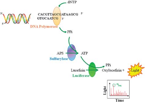 Pyrosequencing Steps