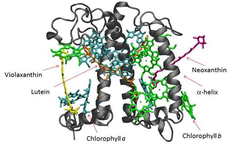 Figure S1 Model Of The Structure Of Lhcii Main Constituents Of The Download Scientific