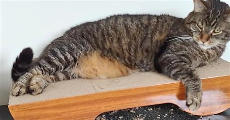 Catnip Life Album On Imgur