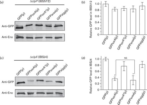 Figure 2 From Degradation Of Ssra Tagged Proteins In Streptococci Semantic Scholar