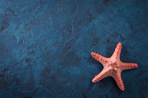 스타 물고기 진한 파란색 배경에 해양 로프와 여름 시간 바다 휴가 배경 개념에 대한 스톡 사진 및 기타 이미지 개념 공란 껍데기 Istock