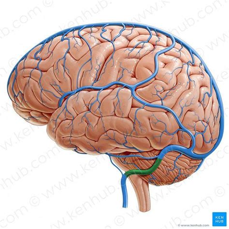 Sigmoid Sinus Anatomy Location Function Tributaries Kenhub Sinusitis Anatomy Brain