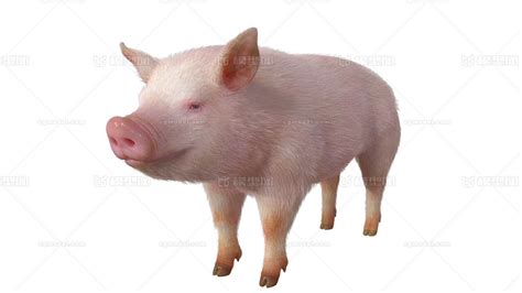 带毛发的猪 小猪模型 哺乳模型库 Maya Ma Mb 模型下载 Cg模型网