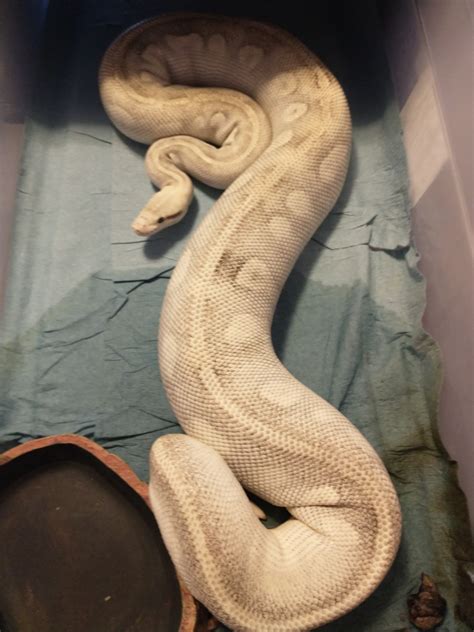 Ball Python Ovulation Ball Pythons Morphmarket Reptile Community