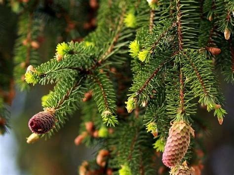 Гортензии в ландшафтном дизайне могут стать центром садовой композиции Оформление миксбордеров