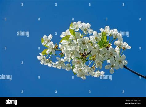 Steppe Wild Frutescent Cherry Prunus Chamaecerasus Cerasus Fruticosa