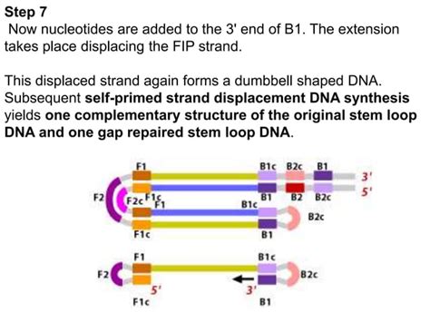 Loop Mediated Isothermal Amplification Pptx Chemistry Science
