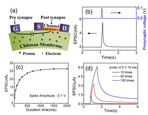 A Schematic Diagram Showing The Synaptic Transistor B Epsc Triggered Download Scientific