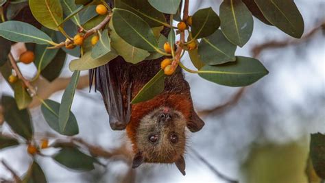 Preventing The Nipah Virus Epidemic Symptoms Transmission And