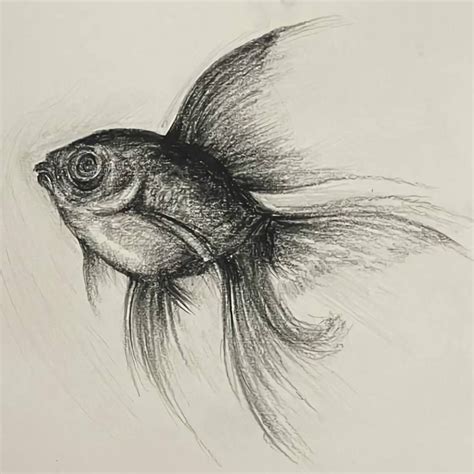 Fish Drawing By Anupama Joshi Saatchi Art Fish Drawings Pencil Fish Drawing By Anupama Joshi Saatchi Art Fish Drawings Pencil