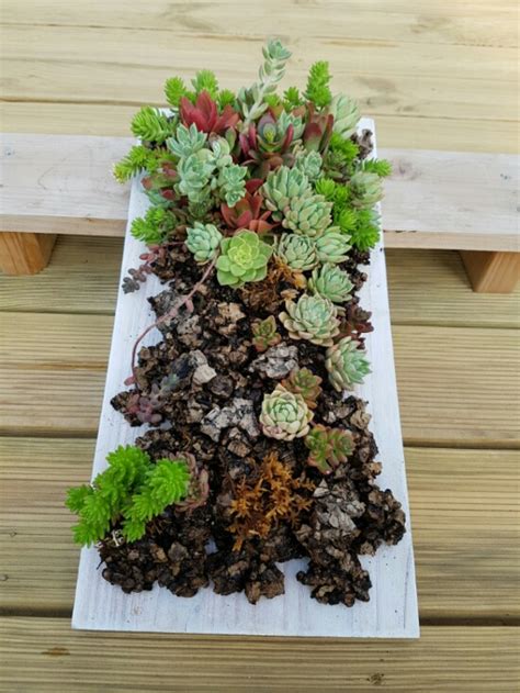 다육아트의 특징장점다육공예 이런 매력도 있네요 네이버 블로그