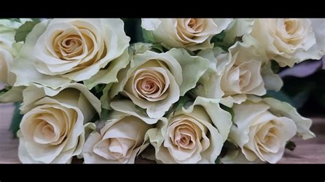 키위장미 인터넷꽃시장 고터꽃시장 양재꽃시장 생화도매 농장직거래 생화직거래 키위스텐다드장미 Youtube