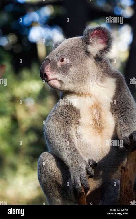Northern Koala Phascolarctos Cinereus Brisbane Queensland Australia Stock Photo Alamy