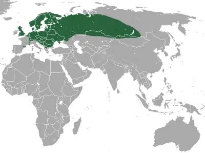 Common Shrew Facts Diet Habitat And Pictures On Animaliabio
