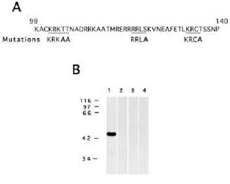Mutation Of A Kinase Putative Phosphorylation Sites On Myod Protein And Download Scientific