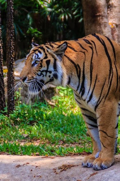 Premium Photo Tiger In Zoo