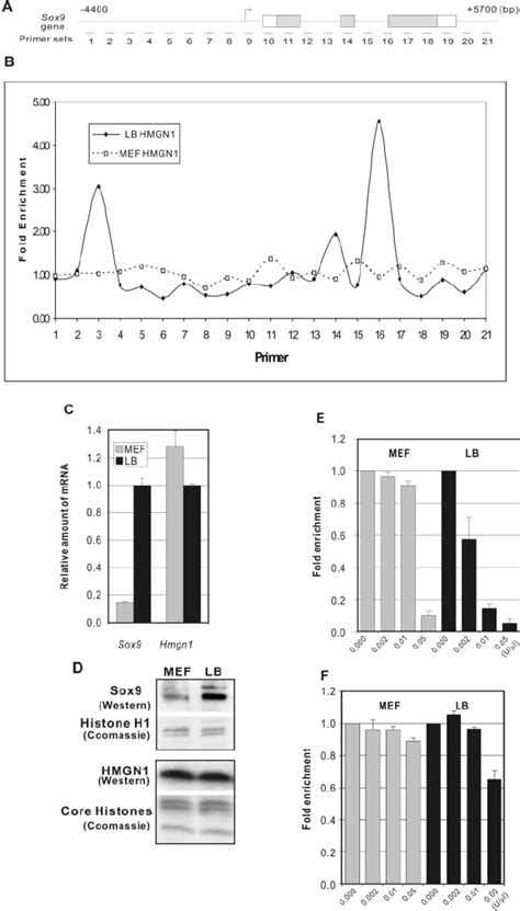 Hmgn1 Binds To Sox9 Chromatin A And B Chip Analysis With Anti Download Scientific Diagram