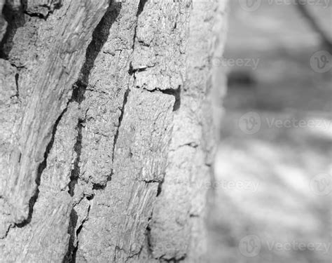 Tree Bark Black And White Monochrome Grayscale Photo Background 49051231 Stock Photo At Vecteezy