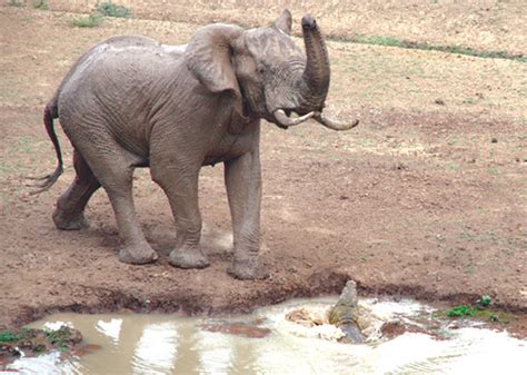 კიპლინგის სცენარით კვირის პალიტრა
