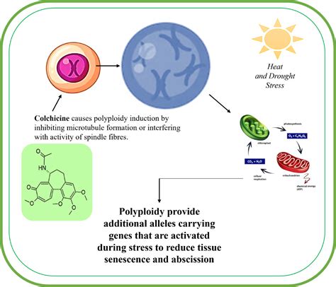 Colchicine Induced Polyploidy In Leguminous Crops Enhances Morpho