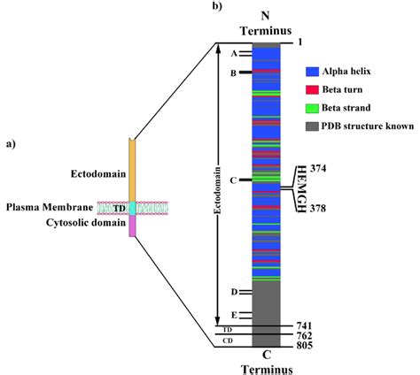A Schematic Diagram And B Detailed Secondary Structure Of Ace2