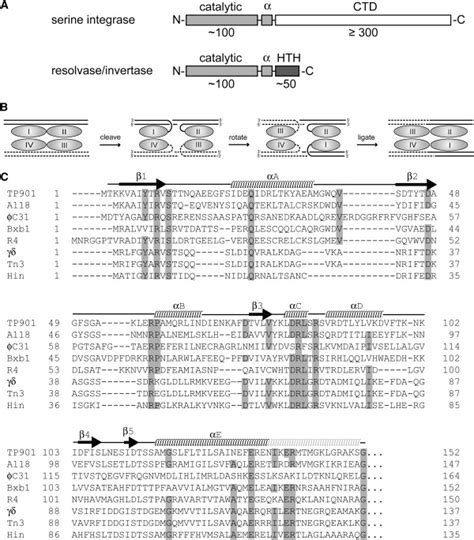 Tetrameric Structure Of A Serine Integrase Catalytic Domain Structure