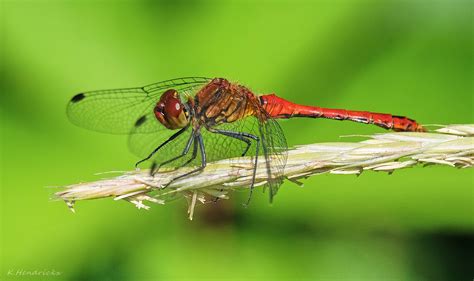 Libellen Flickr