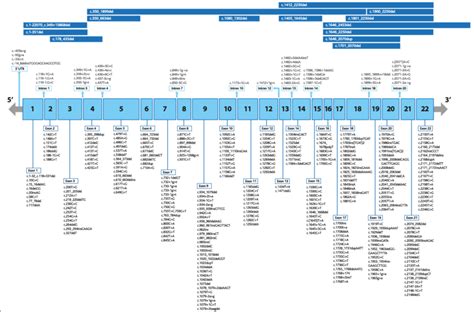Mutation Analysis Of Human Phex Mutations That Span Multiple Exons Download Scientific Diagram
