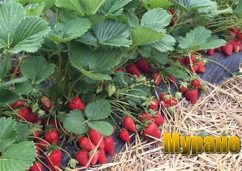 Image Hosted At Imgbb Imgbb