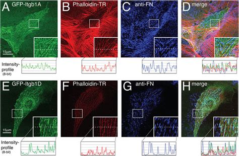 Fn Assembly Of Extracellularly Gfptagged β1a And β1d Integrins In C2c12 Download Scientific