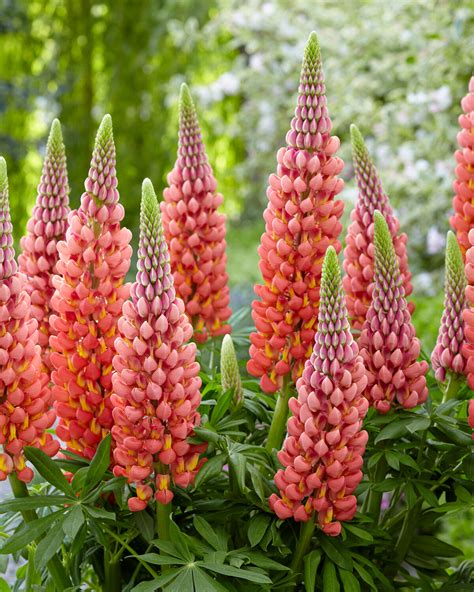 Lupinus Towering Inferno Bare Roots Buy Fiery Red Lupins Lupines