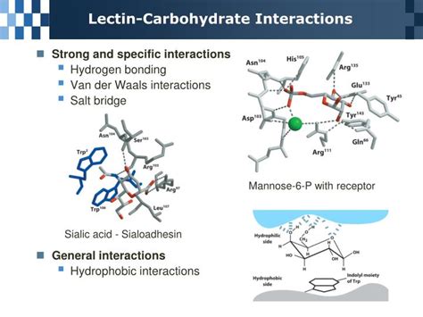 Ppt 73 Glycoconjugates Proteoglycans Glycoproteins And Glycolipids Powerpoint Presentation