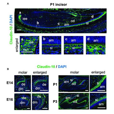 Spatiotemporal Expression Pattern Of Claudin 10 During Tooth