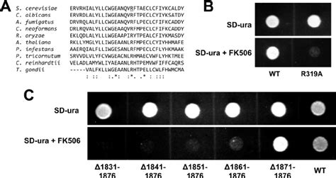 Mutational Analysis Of A Conserved Residue Within The Fks1 Cytosolic Download Scientific