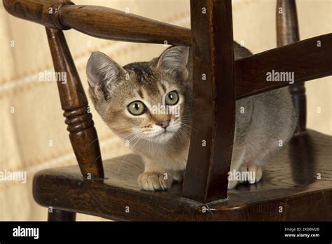 Cat Asian Ticked Tabby On A Chair Stock Photo Alamy
