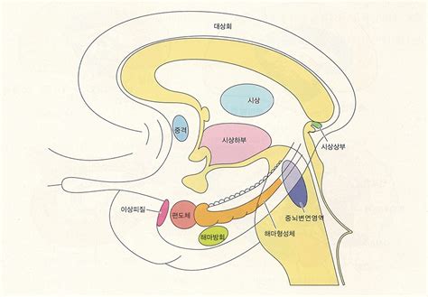 뇌과학 신경계 변연계 둘레계통 Limbic System 대상회 해마 편도체 시상하부 전전두엽 파페츠회로 소마그라운드 박용수 트레이너 네이버 블로그