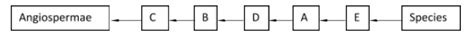 In The Following Flow Diagram Identify The Correct Categories I Wheat And Mango Belong To The