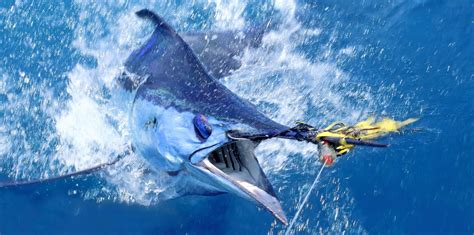 Bite Me Bait Shack South Floridas Best Bait And Tackle Shop