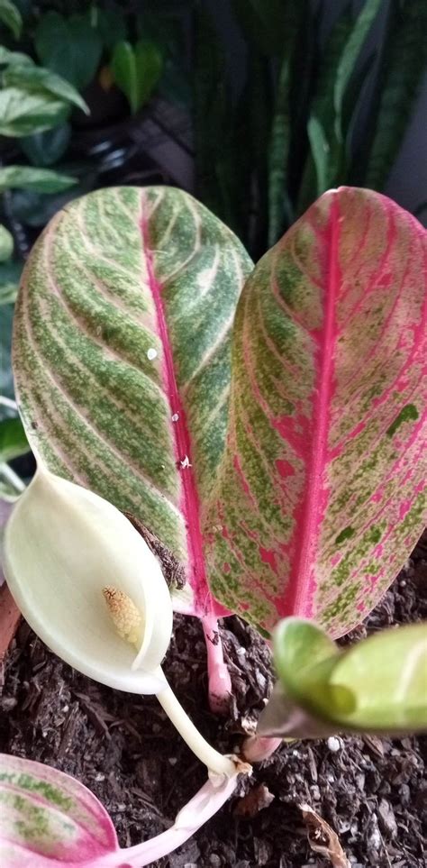 I Thought This Was A Dying Leaf At First But No Look At Her R