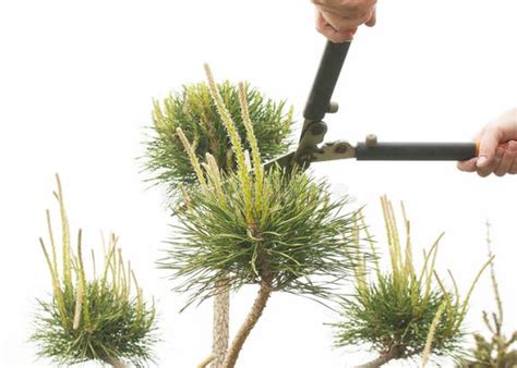 Pruning Plants Close Up Professional Gardener Pruning Conifers Stock